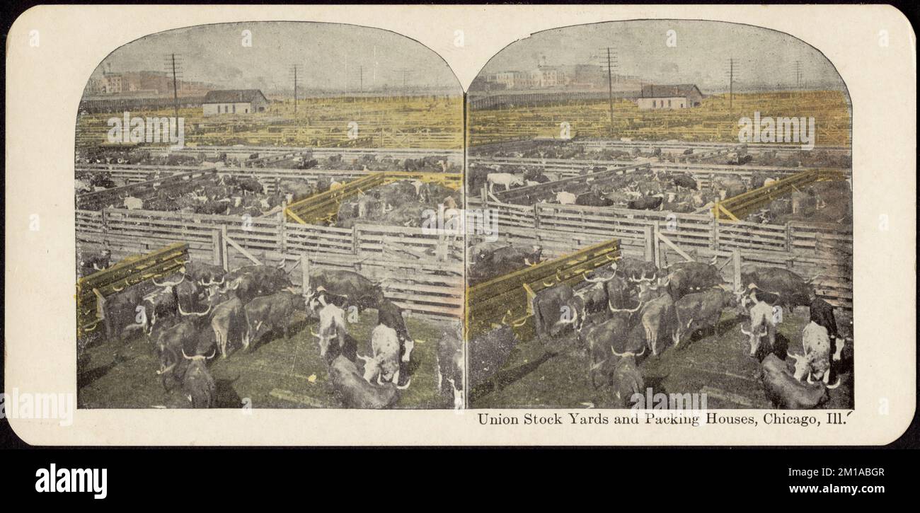 Union stock yards and packing houses, Chicago, Ill. , Cattle ...