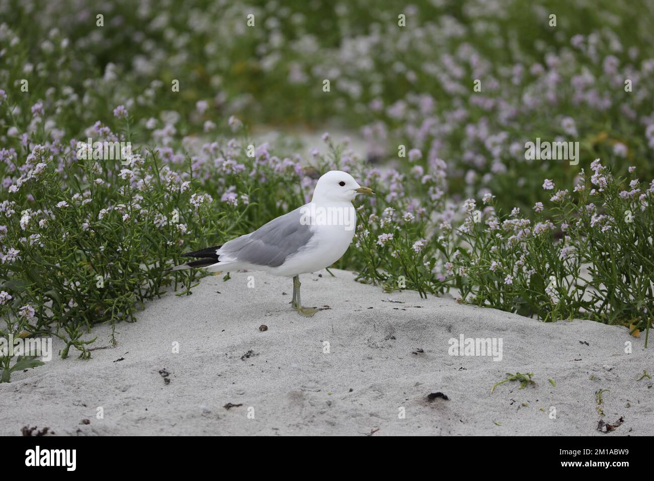 Common gull, Larus canus, Family Laridae, Lofoten Islands Stock Photo ...