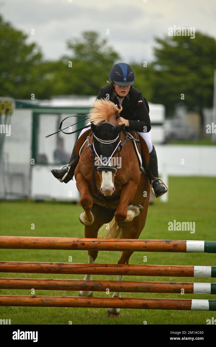 CHRISTCHURCH, NEW ZEALAND, DECEMBER 9, 2022: A show jumping competitor ...