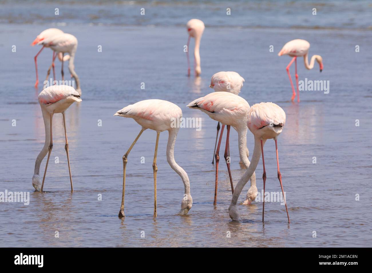 African coast of the Atlantic. Colony of pink flamingos. Interesting ...