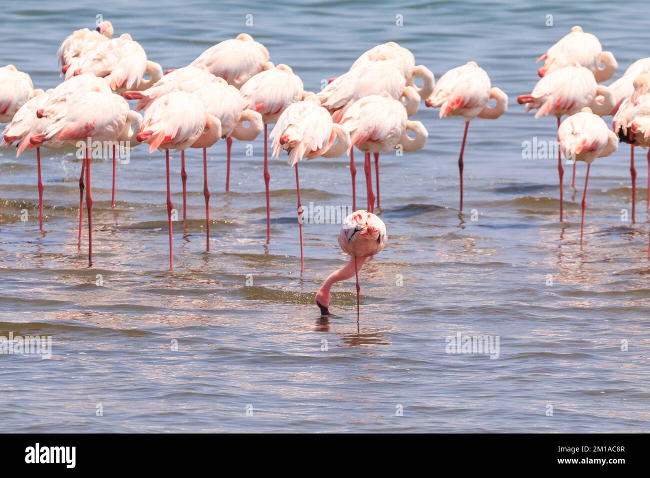 African coast of the Atlantic. Colony of pink flamingos. Interesting ...