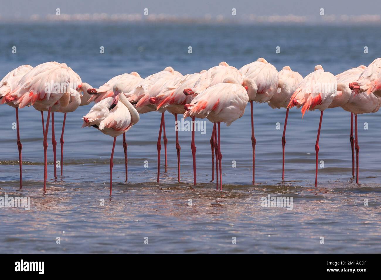 African coast of the Atlantic. Colony of pink flamingos. Interesting ...