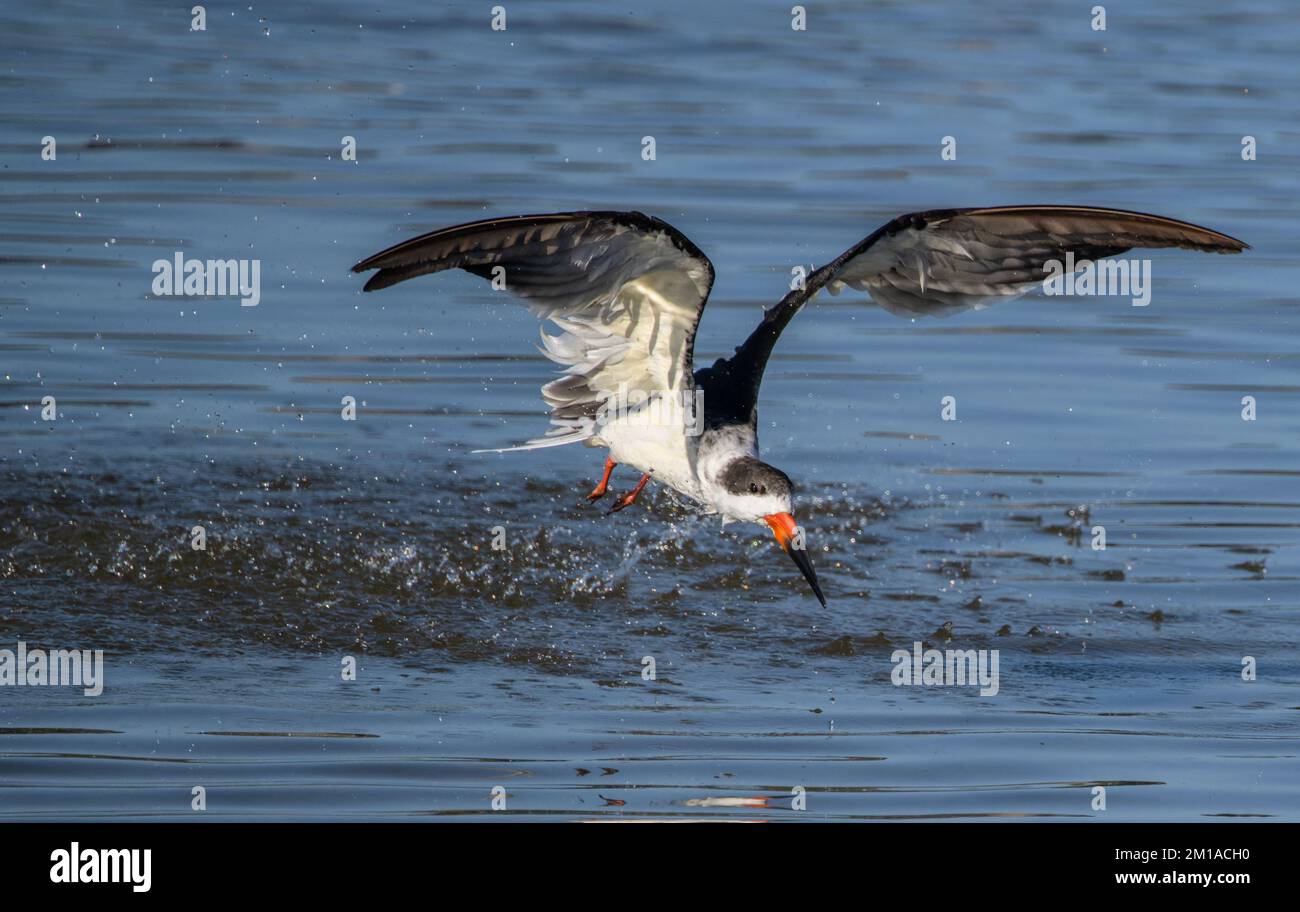 Black Skimmer, Rynchops niger, in flight, feeding by skimming the ...