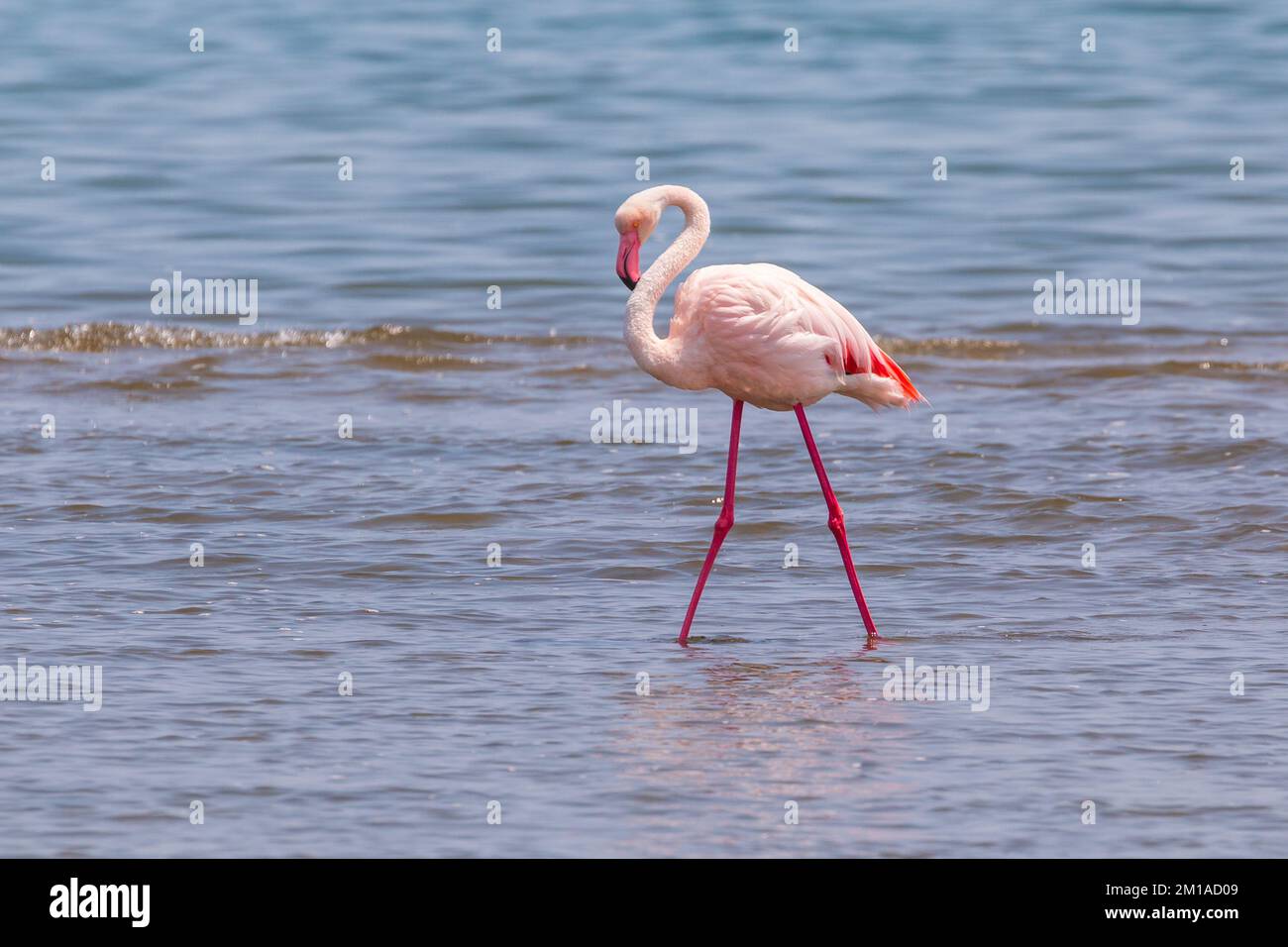 African coast of the Atlantic. Colony of pink flamingos. Interesting ...