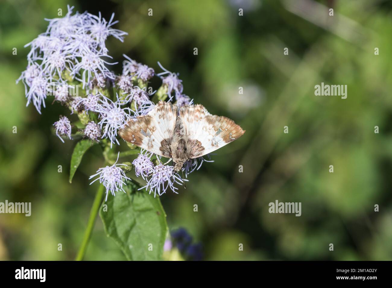 Mylon miamon hi-res stock photography and images - Alamy