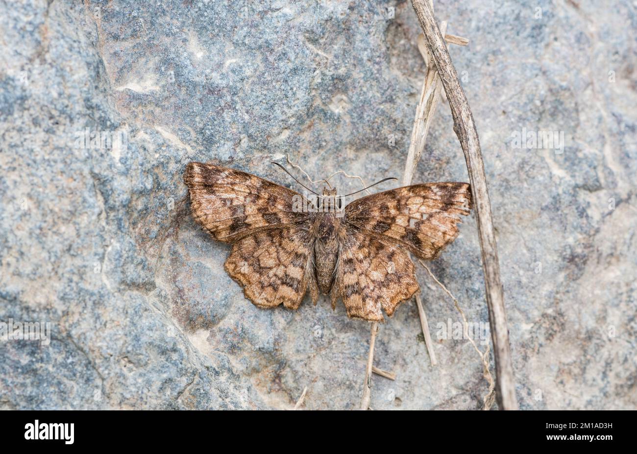 Resting Dusted Spurwing (Antigonus erosus) in Mexico Stock Photo - Alamy