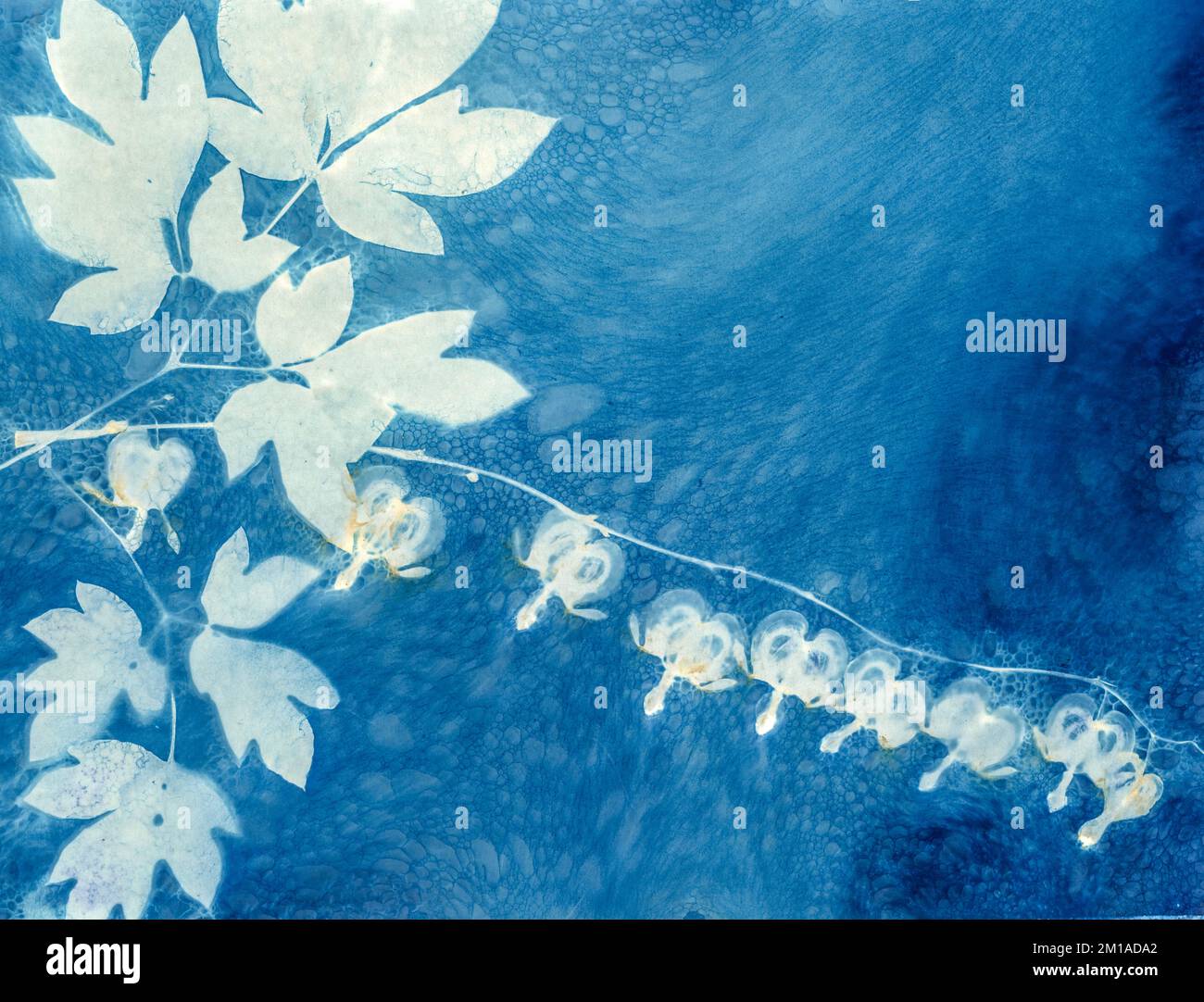Bleed heart flowers, cyanotype contact sun print, an alternative ...