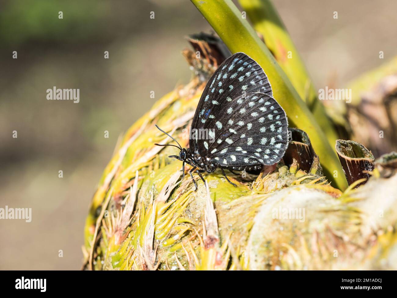 A Superb Cycadian (Eumaeus childrenae Stock Photo - Alamy