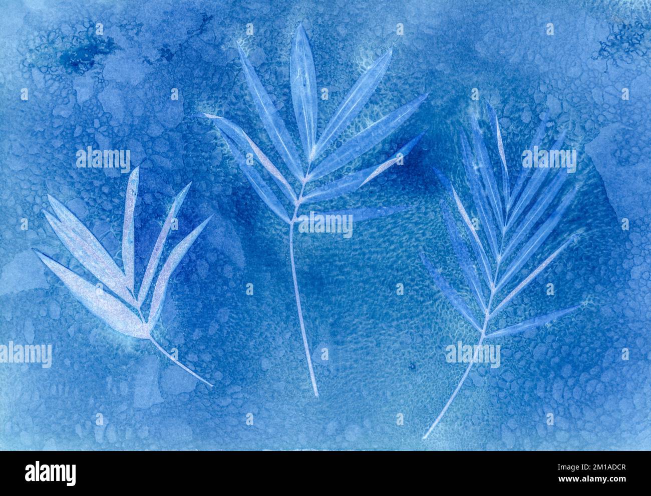 Cyanotype hi-res stock photography and images - Alamy
