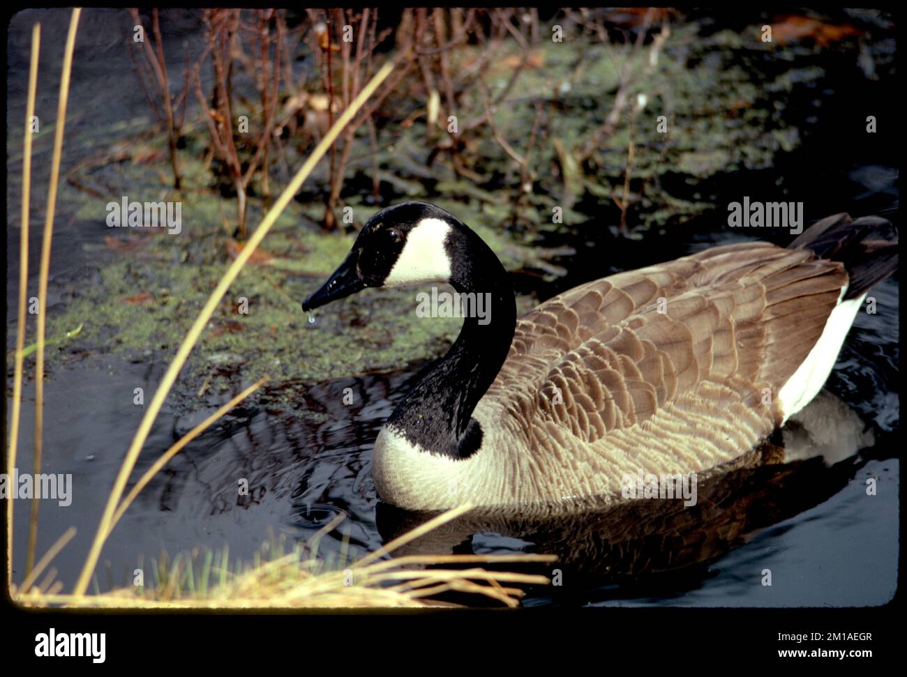 Upper branch of Charles River at Stony Brook, Norfolk / Geese , State ...