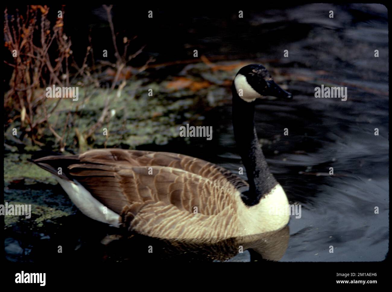 Upper branch of Charles River at Stony Brook, Norfolk / Geese , State ...