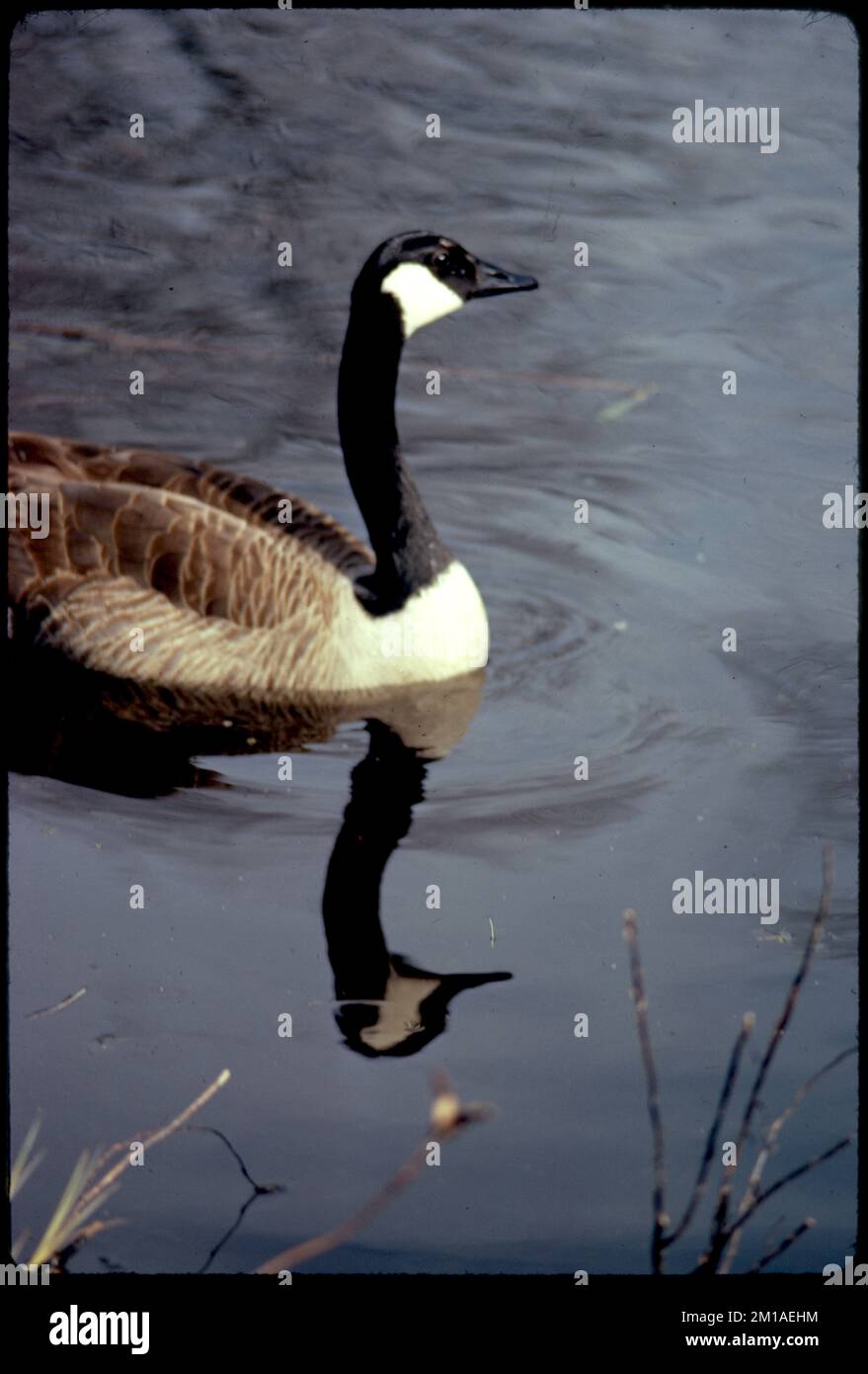 Upper branch of Charles River at Stony Brook, Norfolk / Geese , State ...