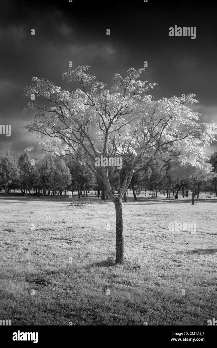 Black and white photo of trees Stock Photo - Alamy