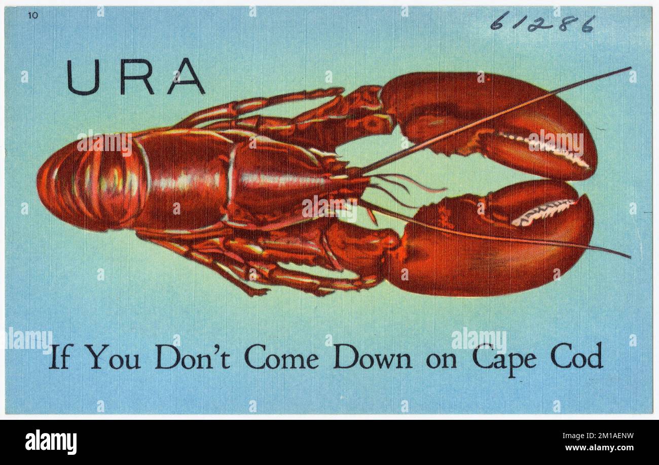 URA [Lobster], if you don't come down on Cape Cod, Mass. , Lobsters ...