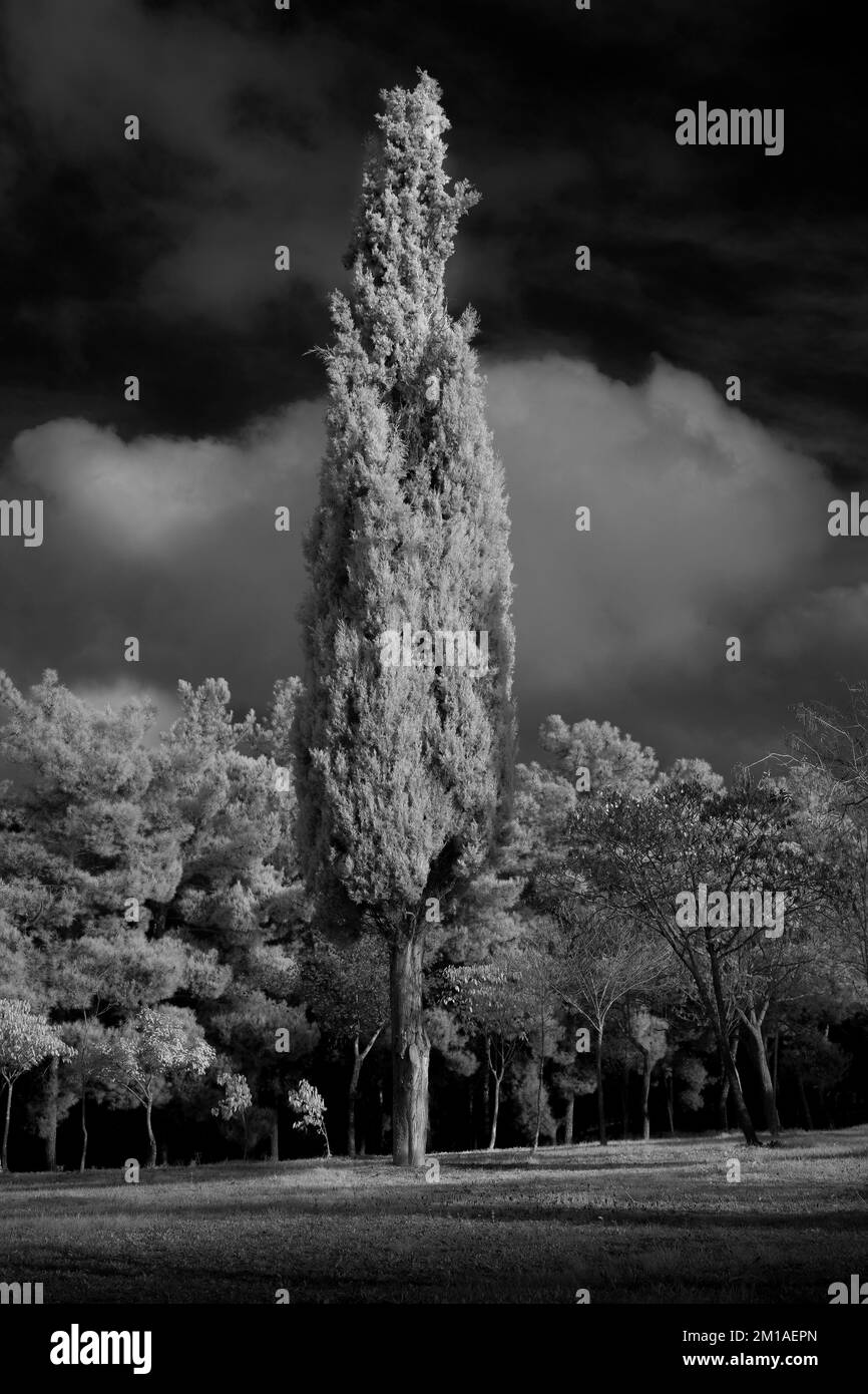 White cypress hi-res stock photography and images - Alamy