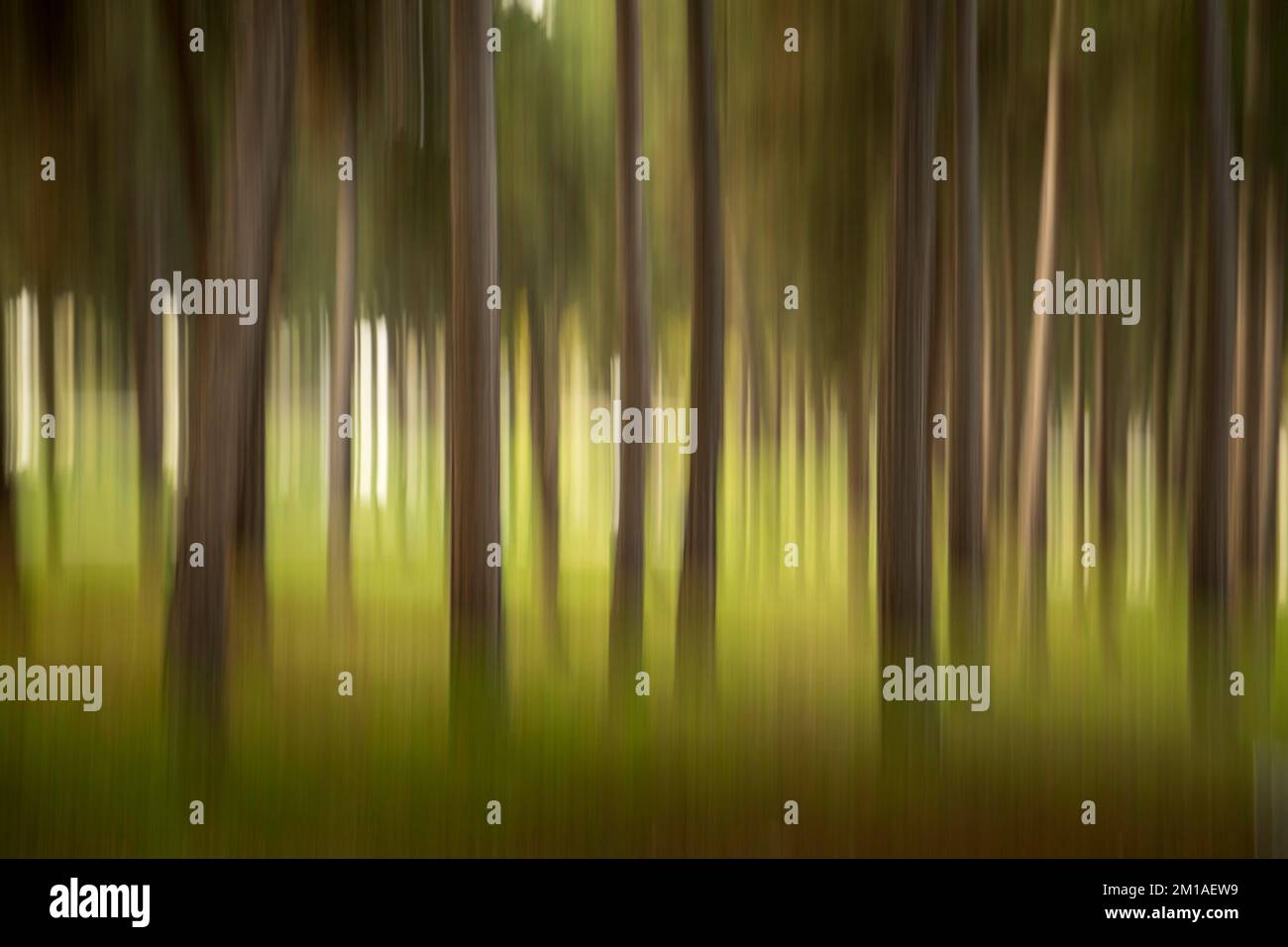 Landscape long exposure scenery of a forest with intentional camera ...