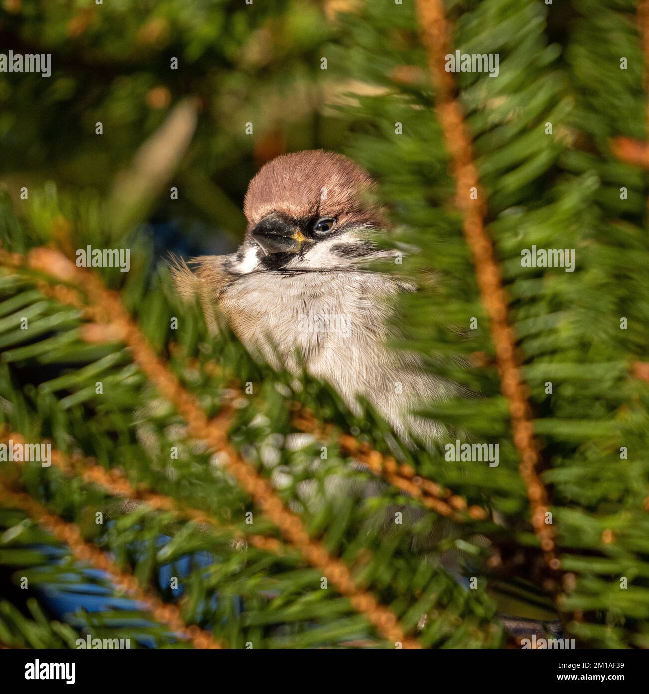 Tree sparrow (Passer montanus) with feathers fluffed up on a cold ...