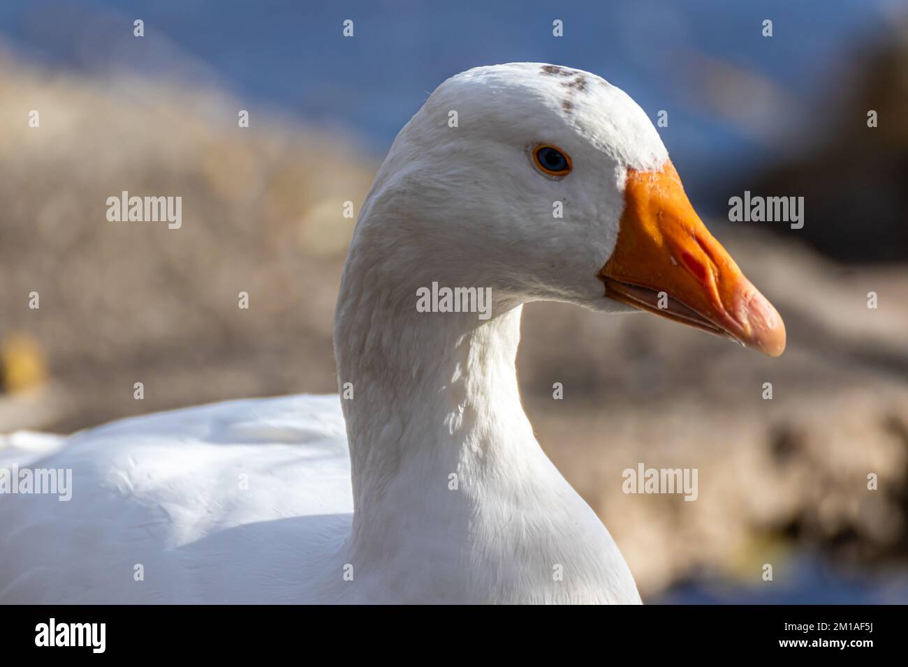 White neck goose hi-res stock photography and images - Alamy