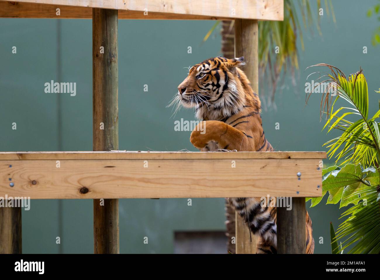 A beautiful closeup portrait of the Sumatran Tiger climbing on a wooden ...