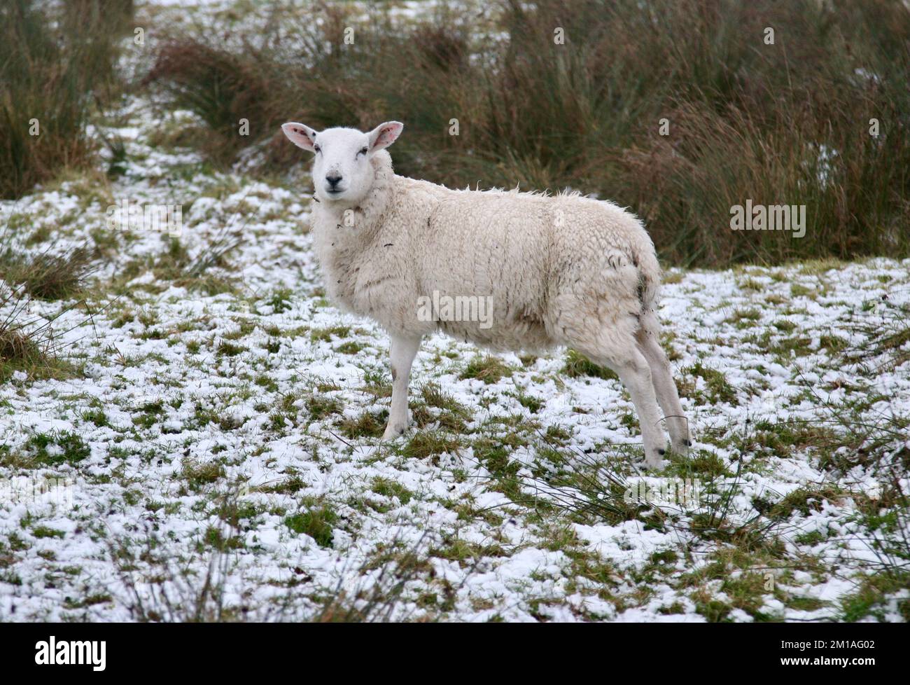 A handsome looking sheep on Pendle Hill, Lancashire, England, Europe ...