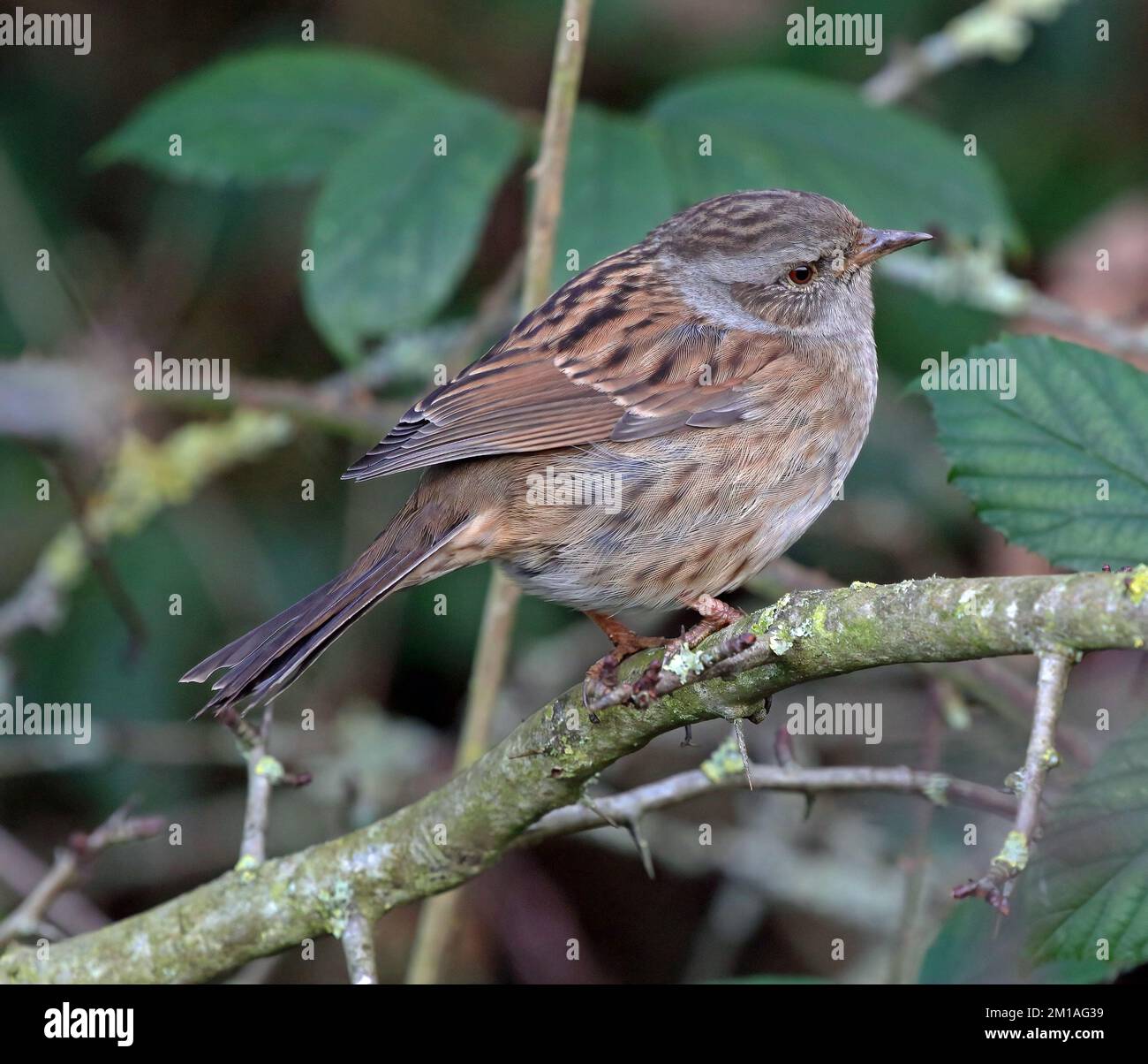 Dunnock, also known as the Hedge Sparrow (Prunella Modularis Stock Photo - Alamy