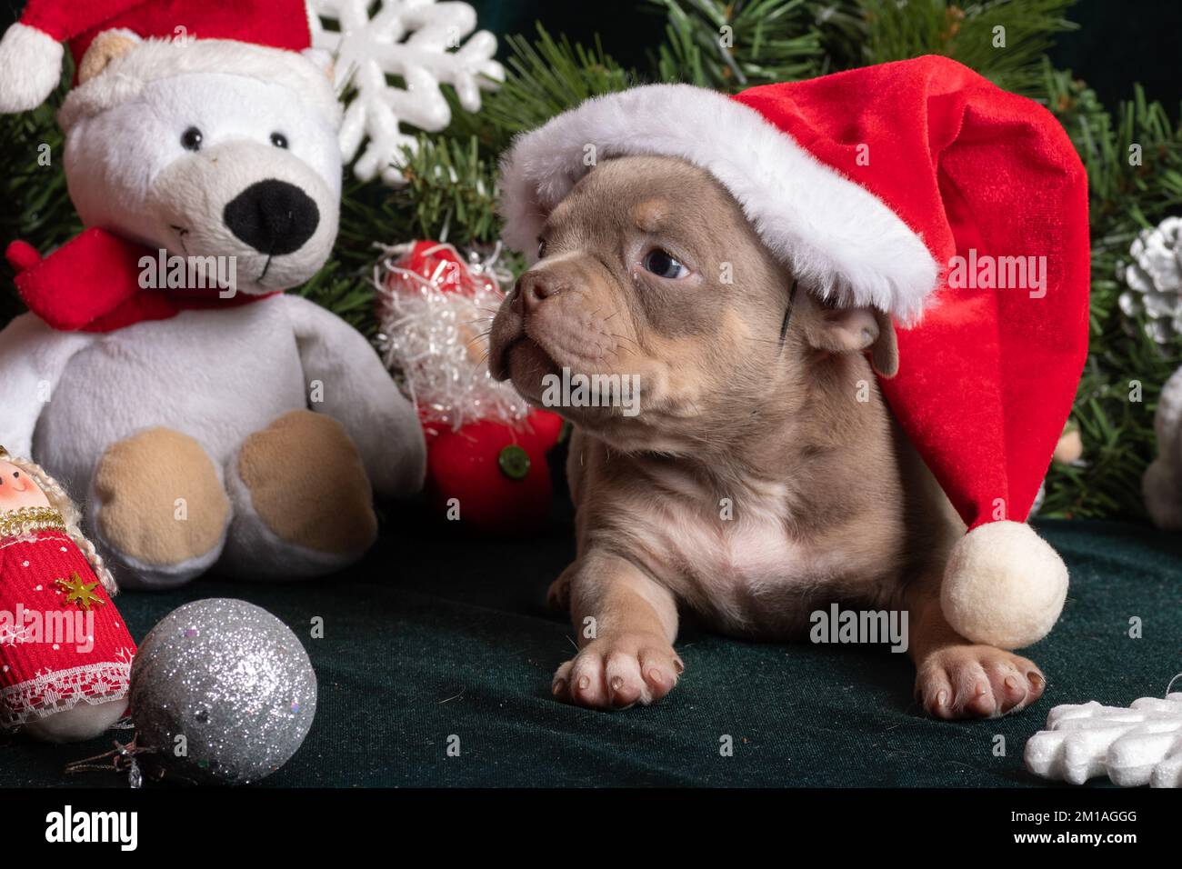 Little cute curious brown puppy American bully wearing santa hat next ...