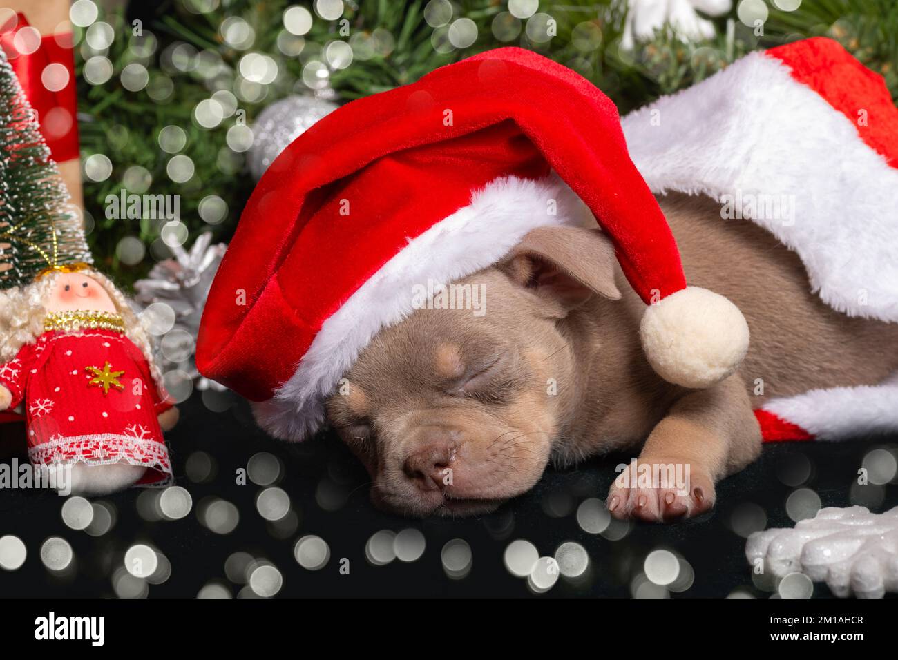 Sleeping little cute American Bully puppy in a Santa hat next to a ...