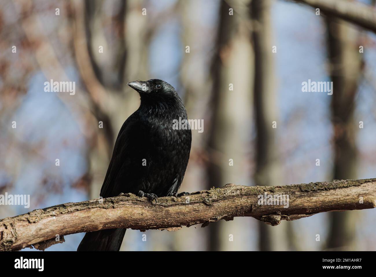 Crow sitting in branch tree hi-res stock photography and images - Alamy