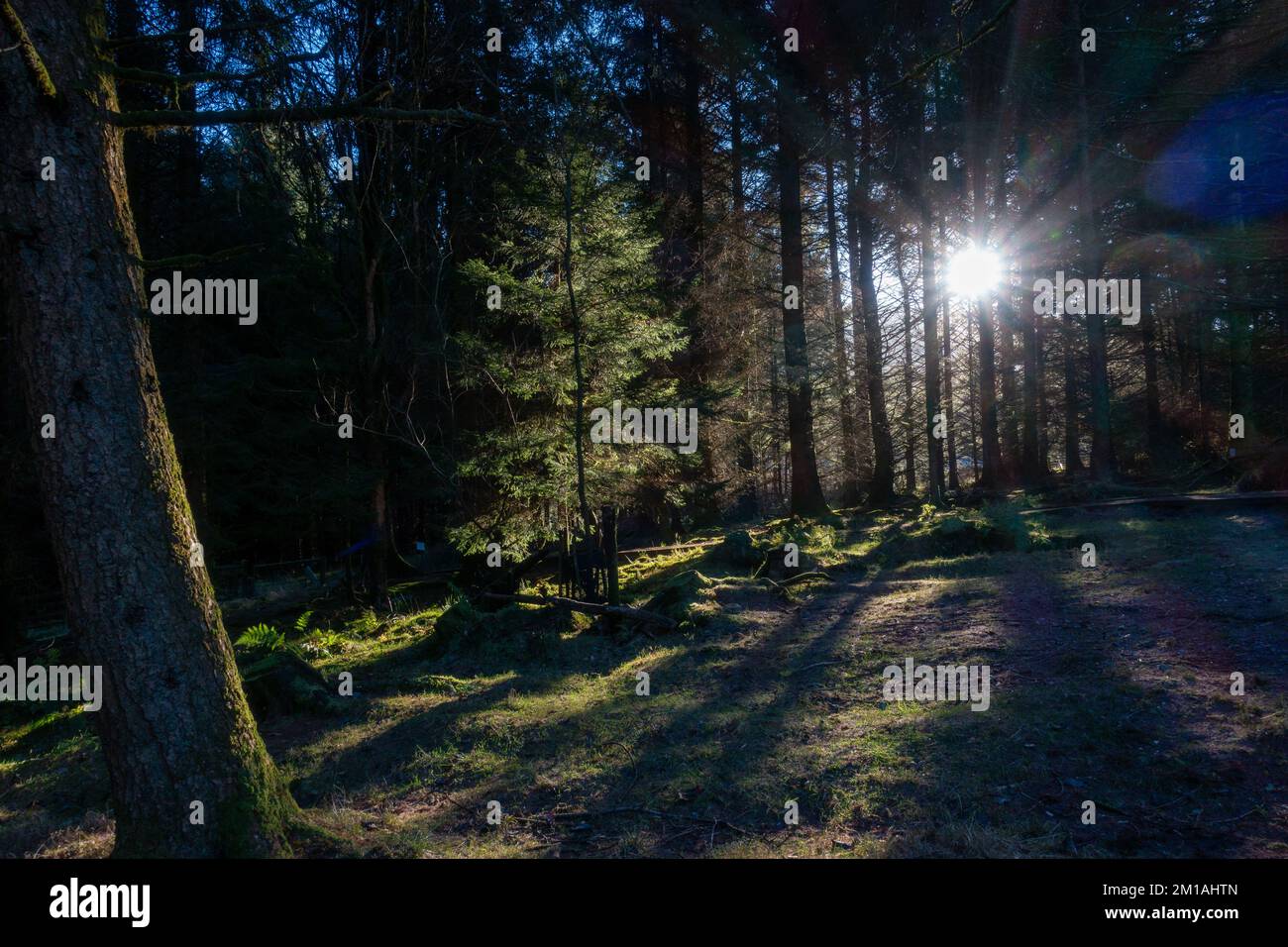 Red squirrel native area hi-res stock photography and images - Alamy