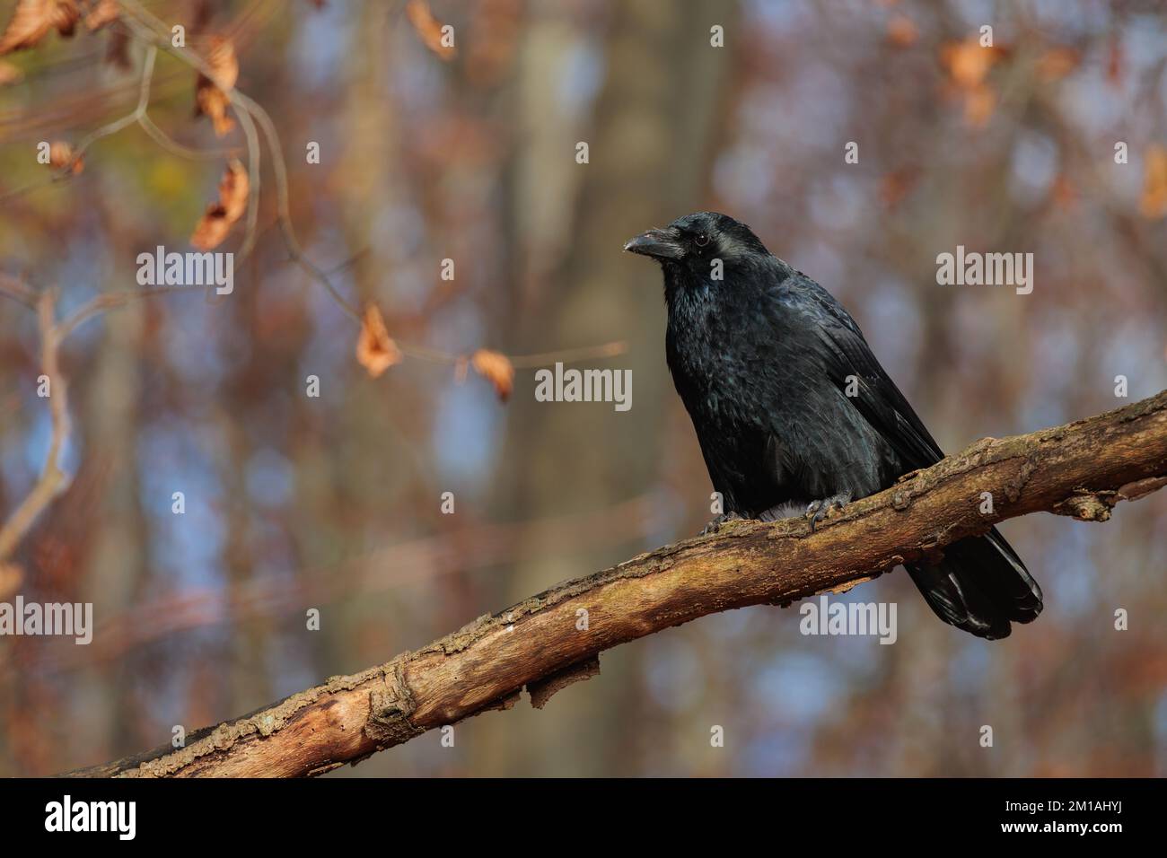 Black crow sitting in tree branch in forest Stock Photo - Alamy