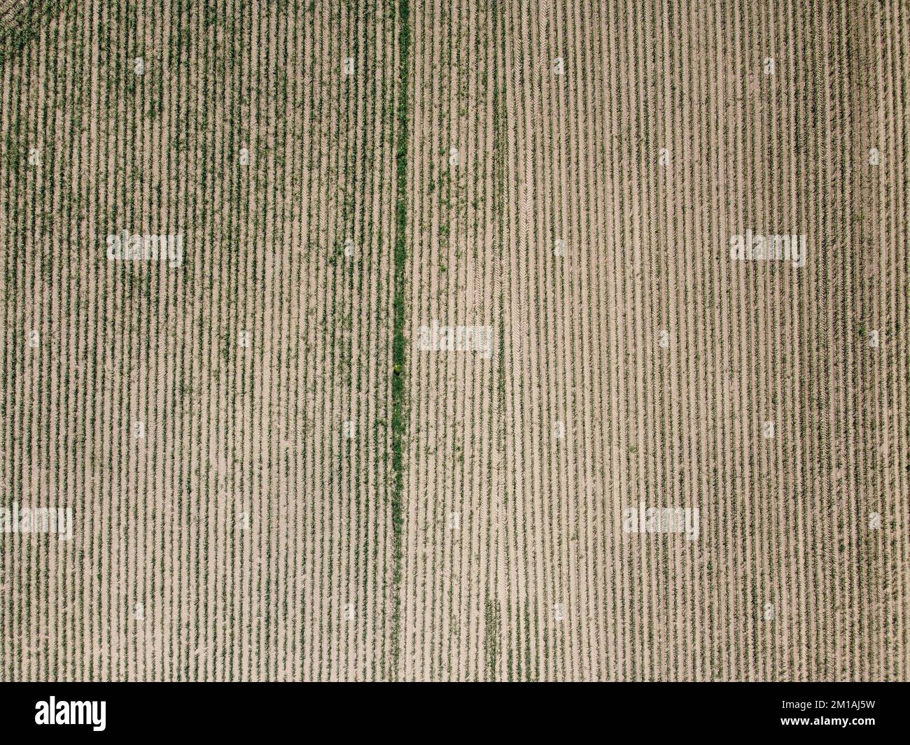 A top view of a corn plantation - suitable for a background Stock Photo ...
