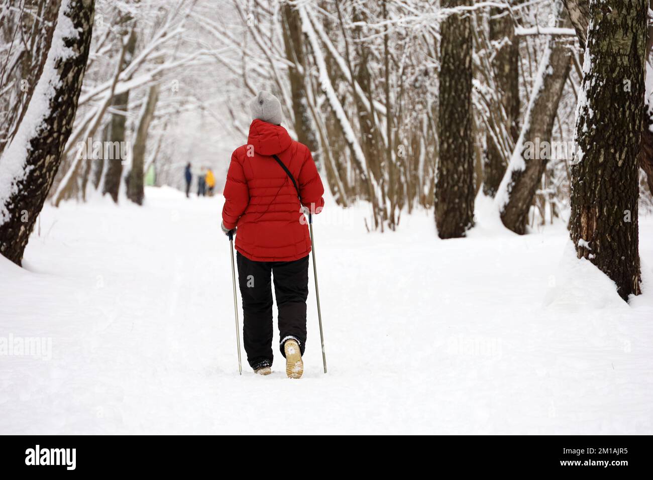 Nordic walking at cold weather, healthy lifestyle. Woman with sticks ...