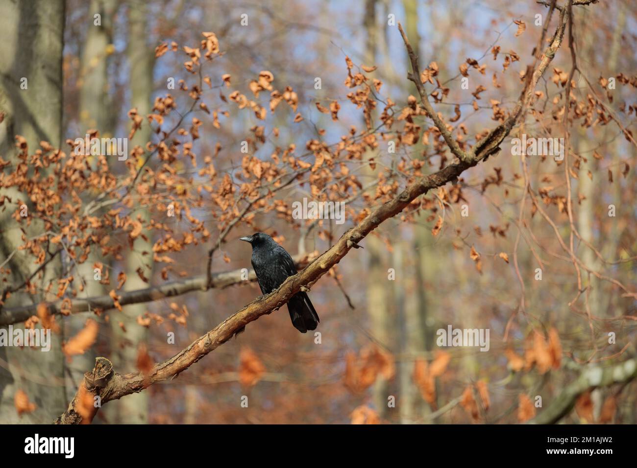 Clever forest bird hi-res stock photography and images - Alamy