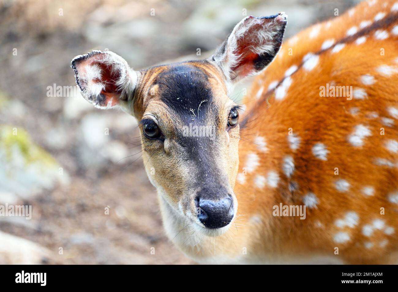 A close-up of the head of a fallow deer in a zoo in Kronberg im Taunus ...