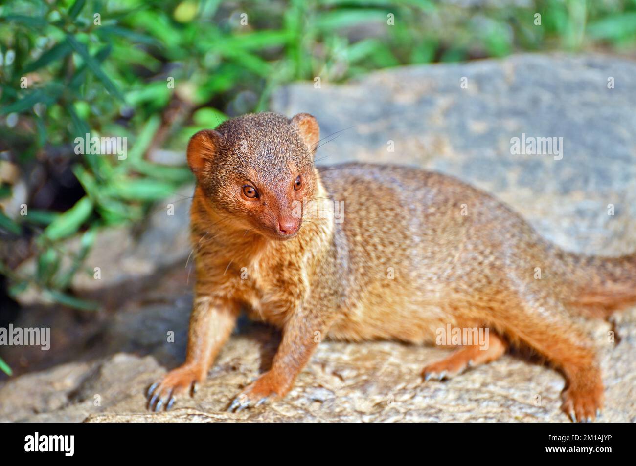 A mongoose lying on a stone in a zoo in Kronberg im Taunus, Germany ...