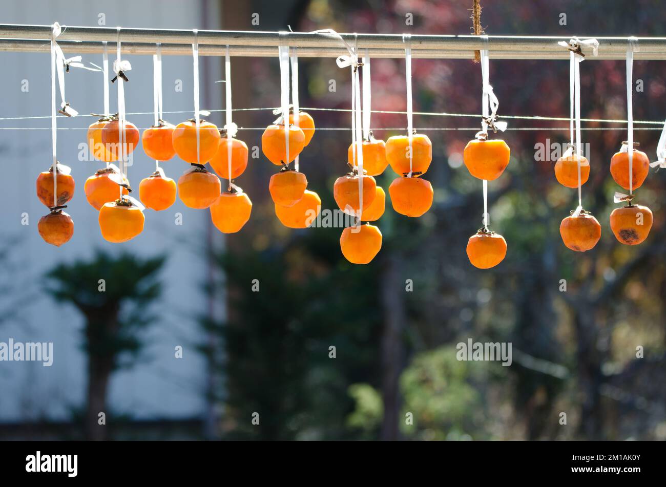 Oriental persimmons Diospyros kaki drying in the sun. Narusawa. Fuji ...