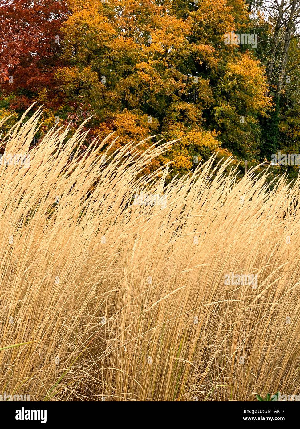Autumn Colors Grasses and colorful trees Stock Photo - Alamy