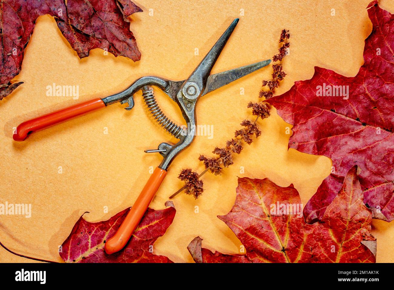 Fall garden pruners and maple leaves suggest autumn chores Stock Photo ...