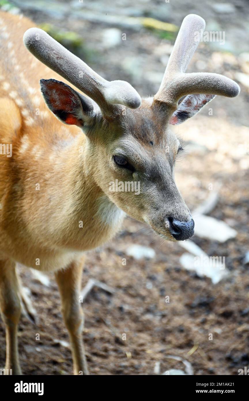 A close-up of the head of a male fallow deer in a zoo in Kronberg im ...