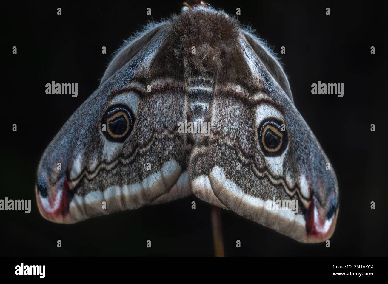 Female night peacock (Saturnia pavonia) laying her eggs on a stem ...