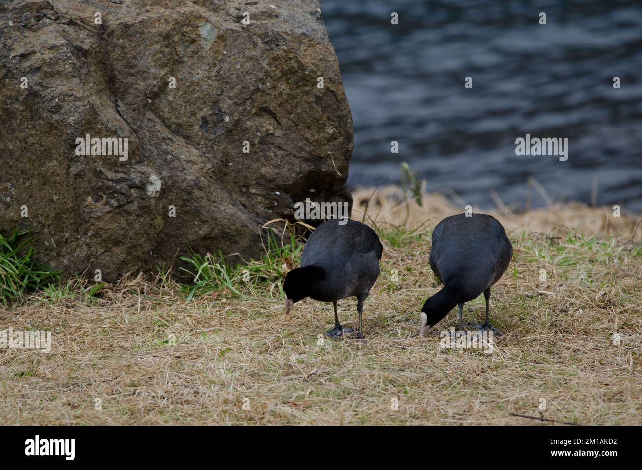 Eurasian coots Fulica atra searching for food. Lake Kawaguchi ...