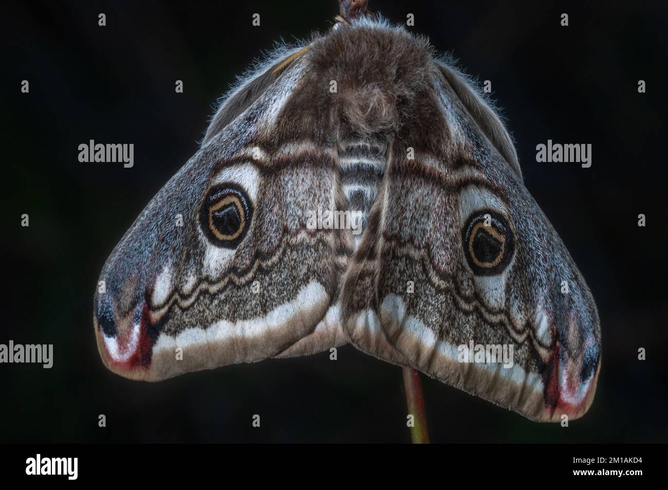 Female night peacock (Saturnia pavonia) laying her eggs on a stem ...
