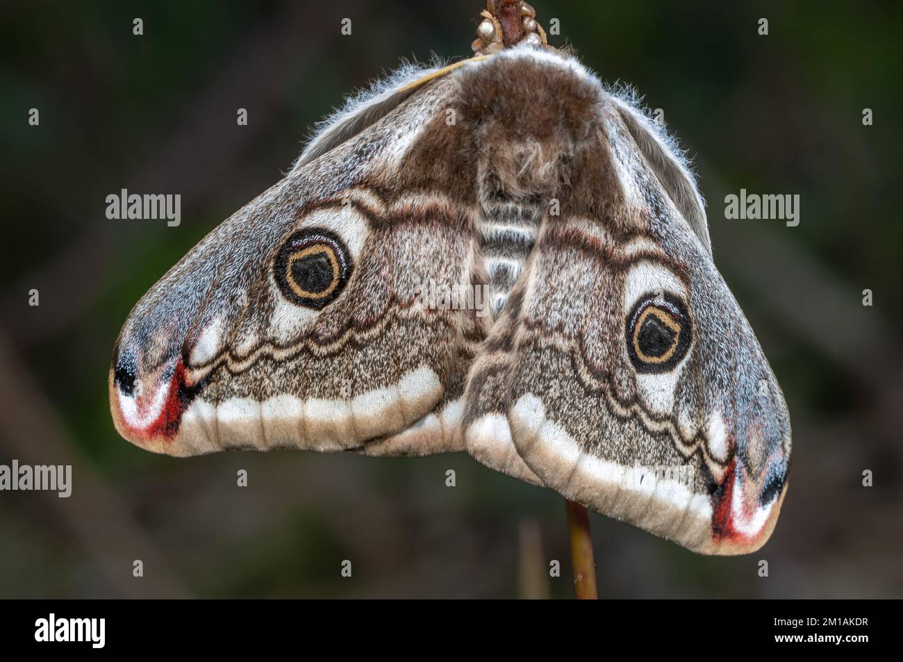 Female night peacock (Saturnia pavonia) laying her eggs on a stem ...
