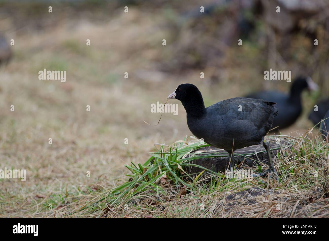 Eurasian coot Fulica atra eating grass. Lake Kawaguchi. Yamanashi ...