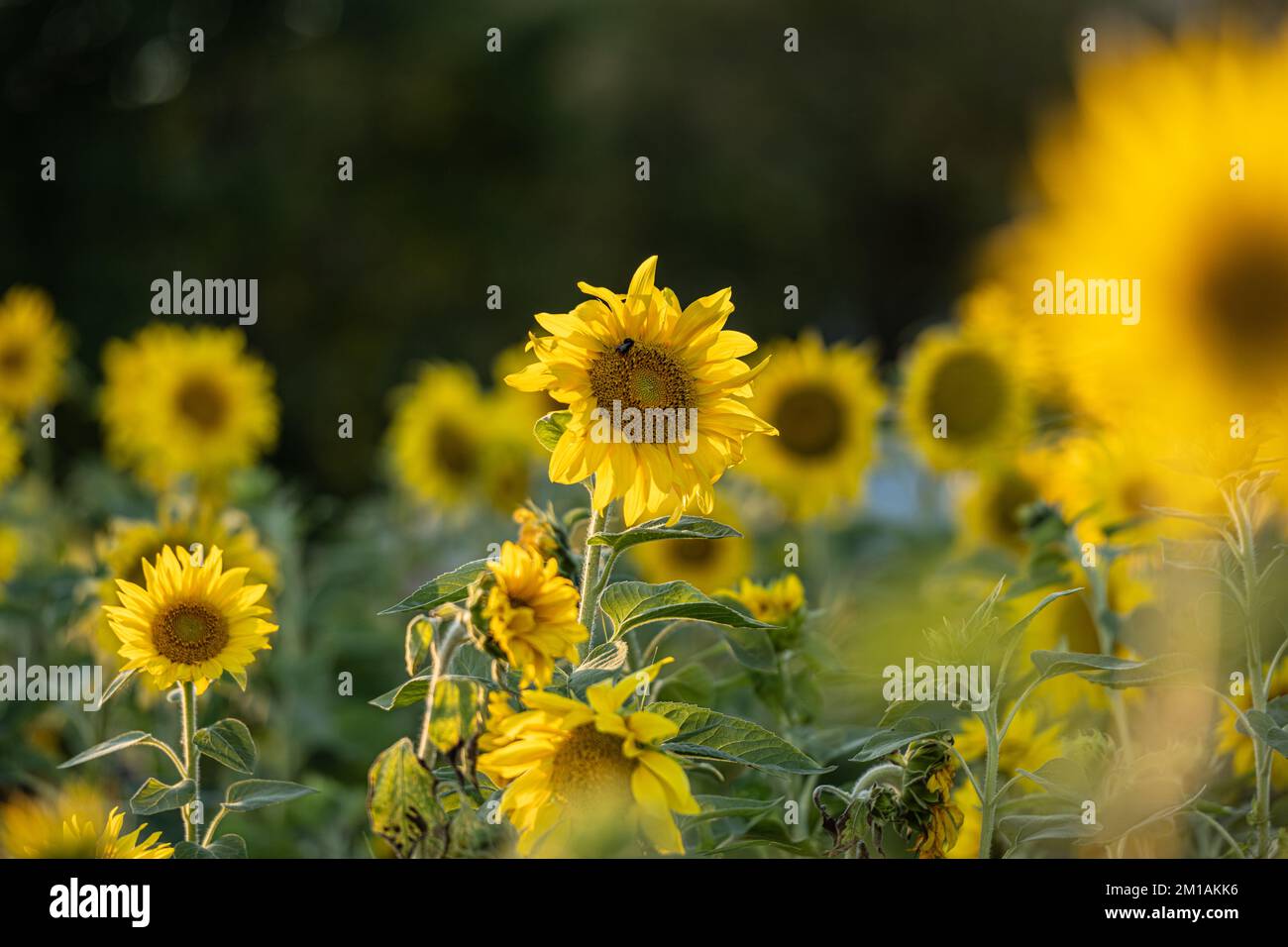 A beautiful view of a sunflower field- perfect for background use Stock ...