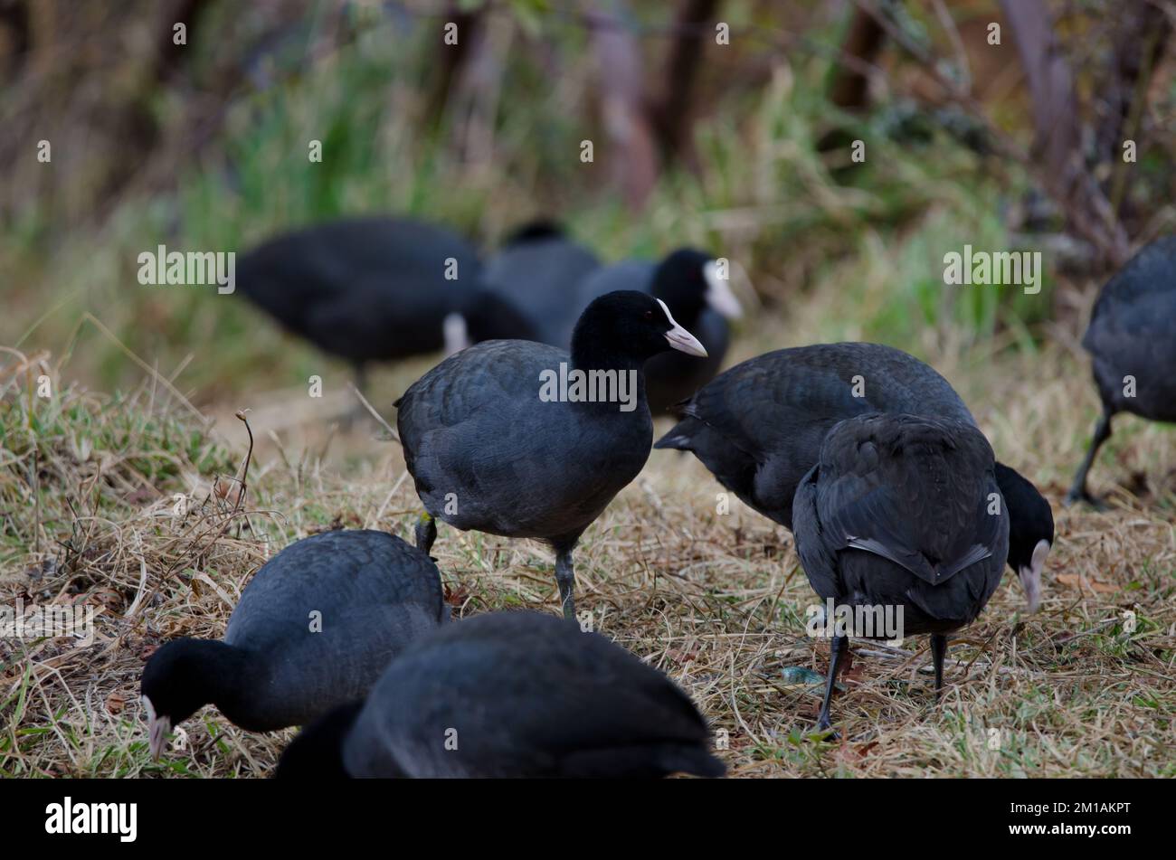 Eurasian coots Fulica atra. Lake Kawaguchi. Yamanashi Prefecture. Fuji ...