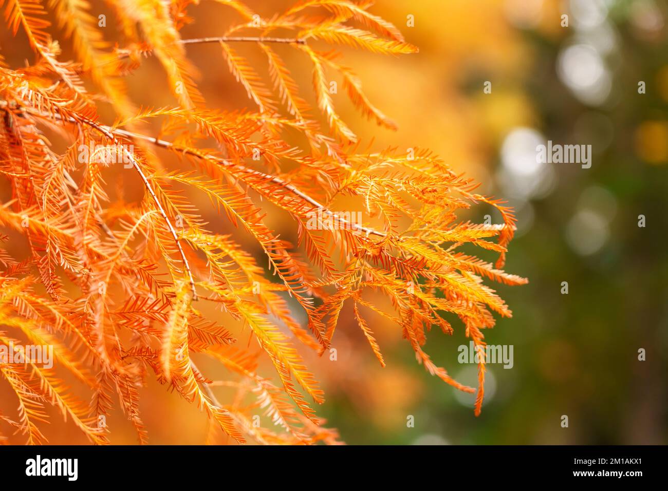 Autumn leaf color of bald cypress. Bright yellow and orange fall leaves ...