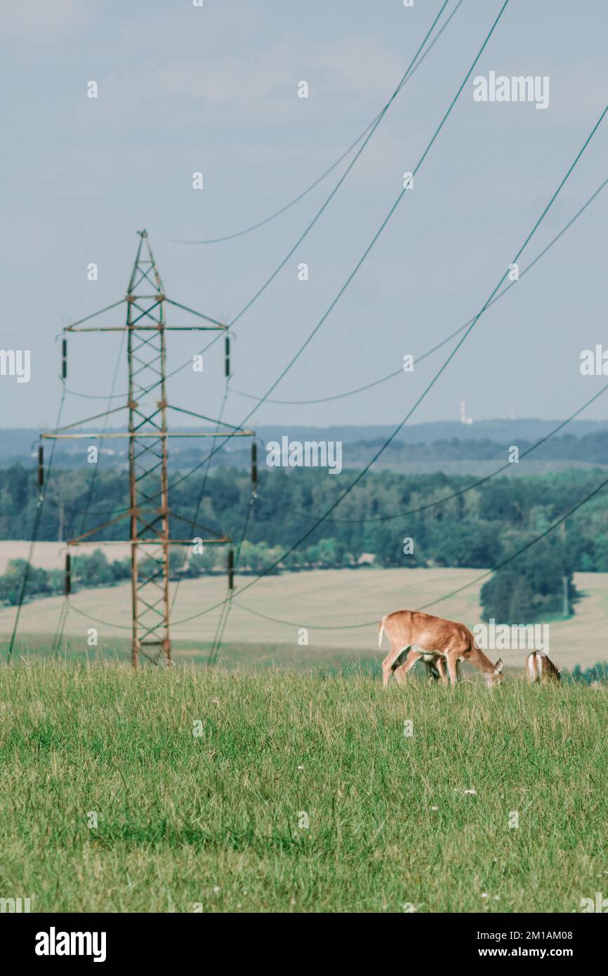A vertical shot of a brown deer grazing on a rural green field with ...