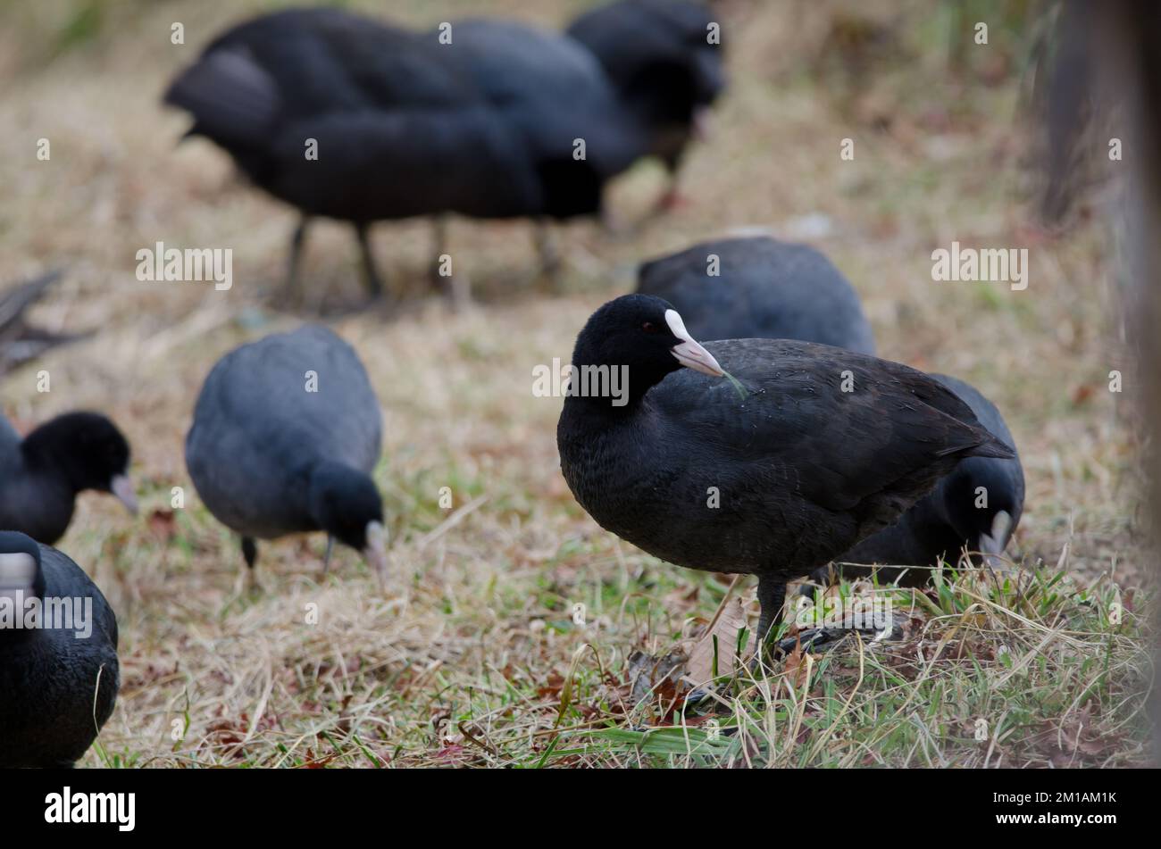 Kawaguchi co hi-res stock photography and images - Alamy