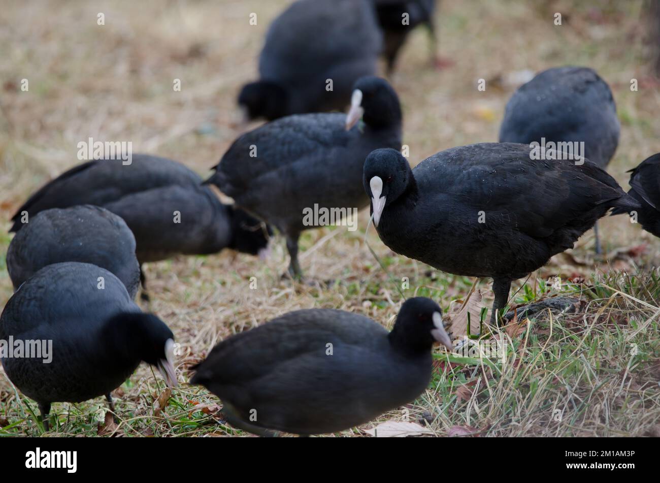 Eurasian coot Fulica atra eating grass. Lake Kawaguchi. Yamanashi ...